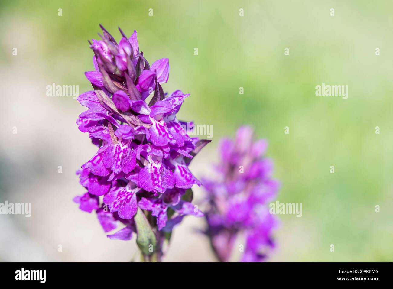 Dactylorhiza majalis, the broad-leaved marsh orchid, is a terrestrial Eurasian orchid Stock ...