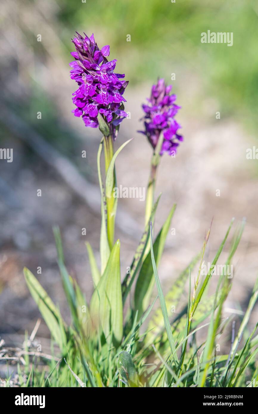 Dactylorhiza majalis, the broad-leaved marsh orchid, is a terrestrial Eurasian orchid Stock ...