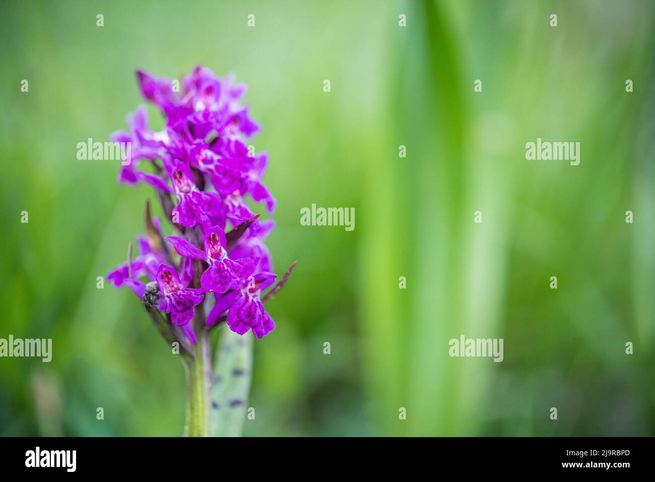 Dactylorhiza majalis, the broad-leaved marsh orchid, is a terrestrial Eurasian orchid Stock ...