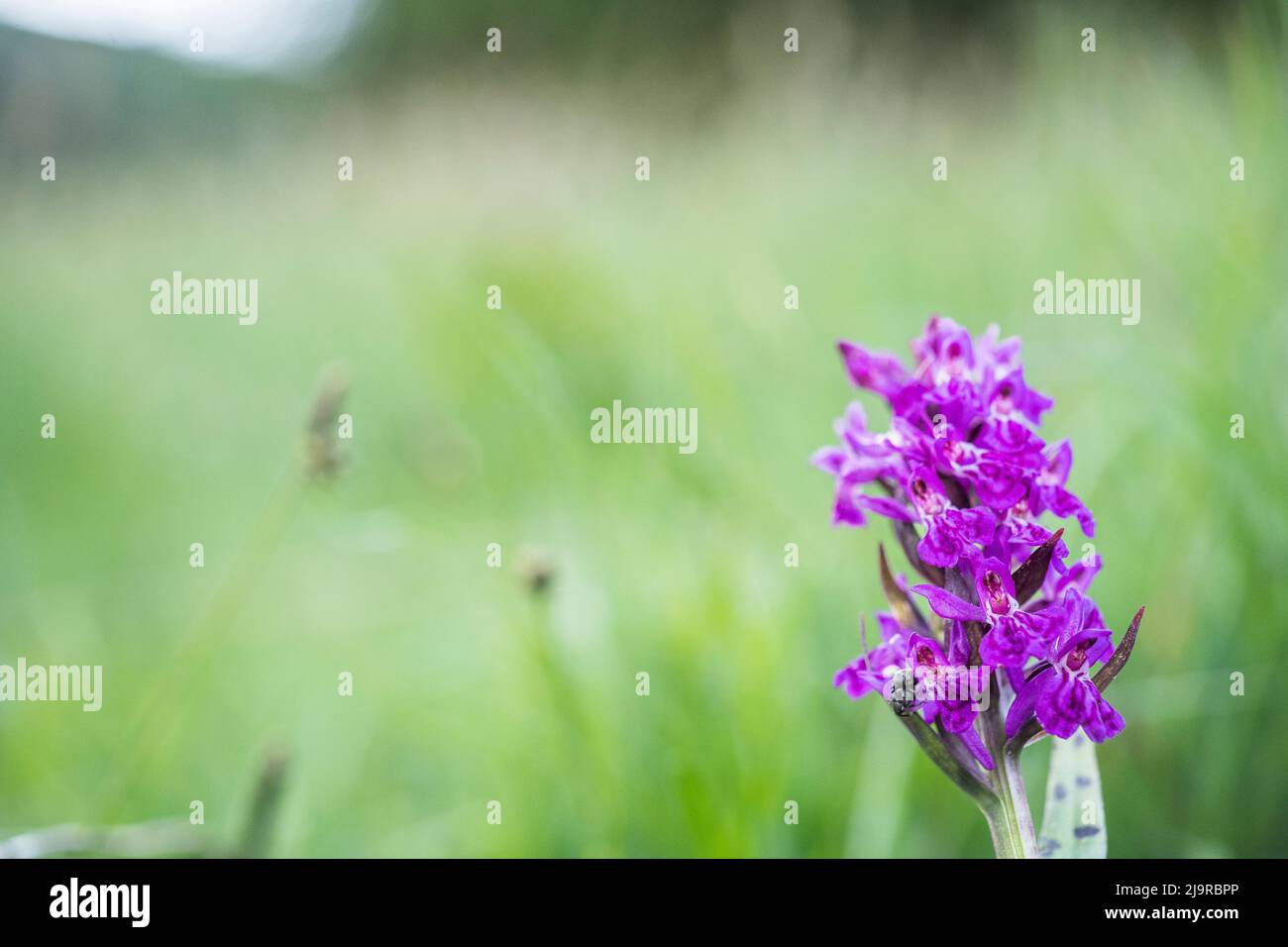 Dactylorhiza majalis, the broad-leaved marsh orchid, is a terrestrial Eurasian orchid Stock ...
