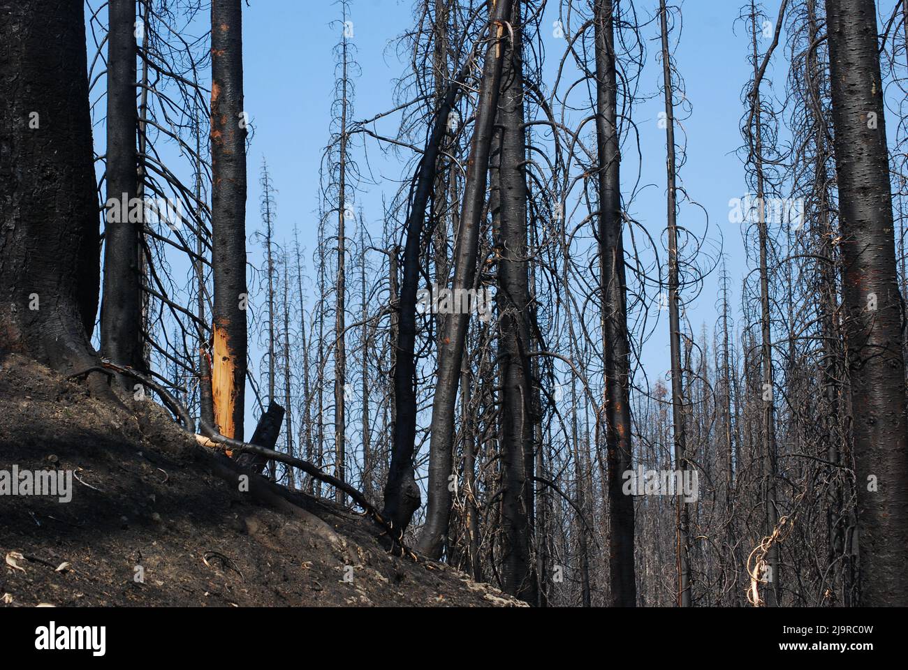 Fire Swept Forests in the Cascade Mountains Stock Photo - Alamy