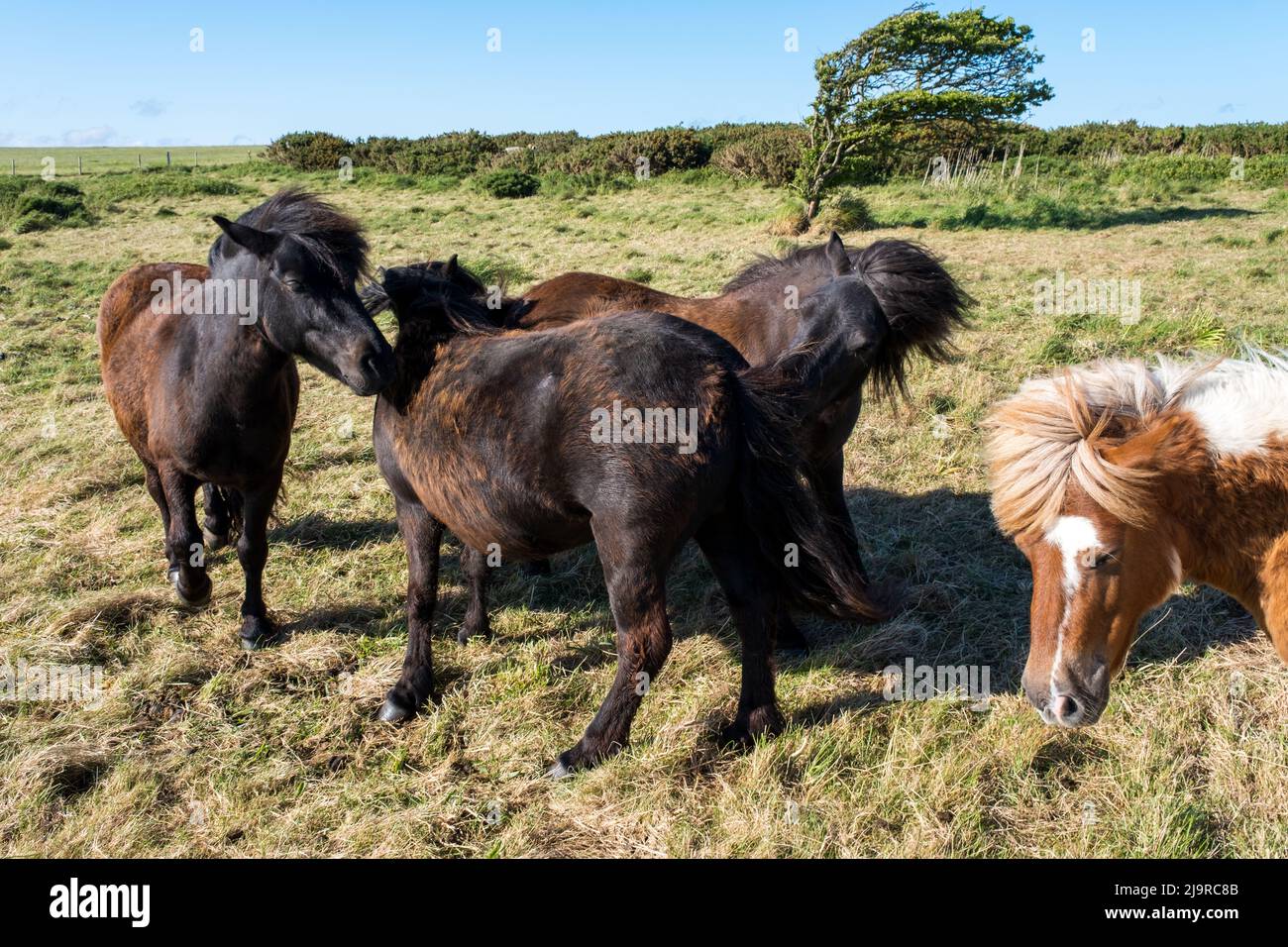 Group of four ponies being used for vegetation control Stock Photo - Alamy