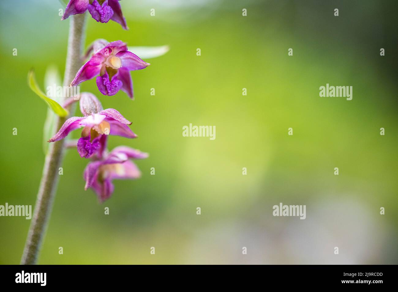 Epipactis atrorubens, the dark-red helleborine or royal helleborine, is ...