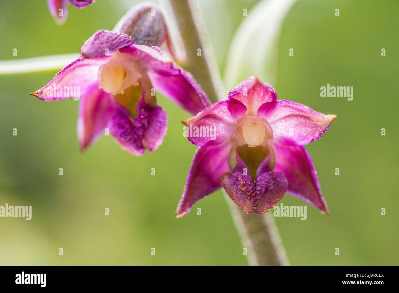Epipactis atrorubens, the dark-red helleborine or royal helleborine, is ...
