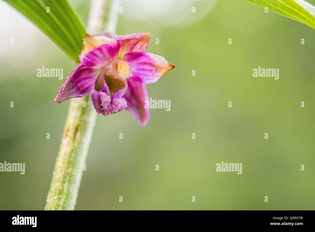 Epipactis atrorubens, the dark-red helleborine or royal helleborine, is ...