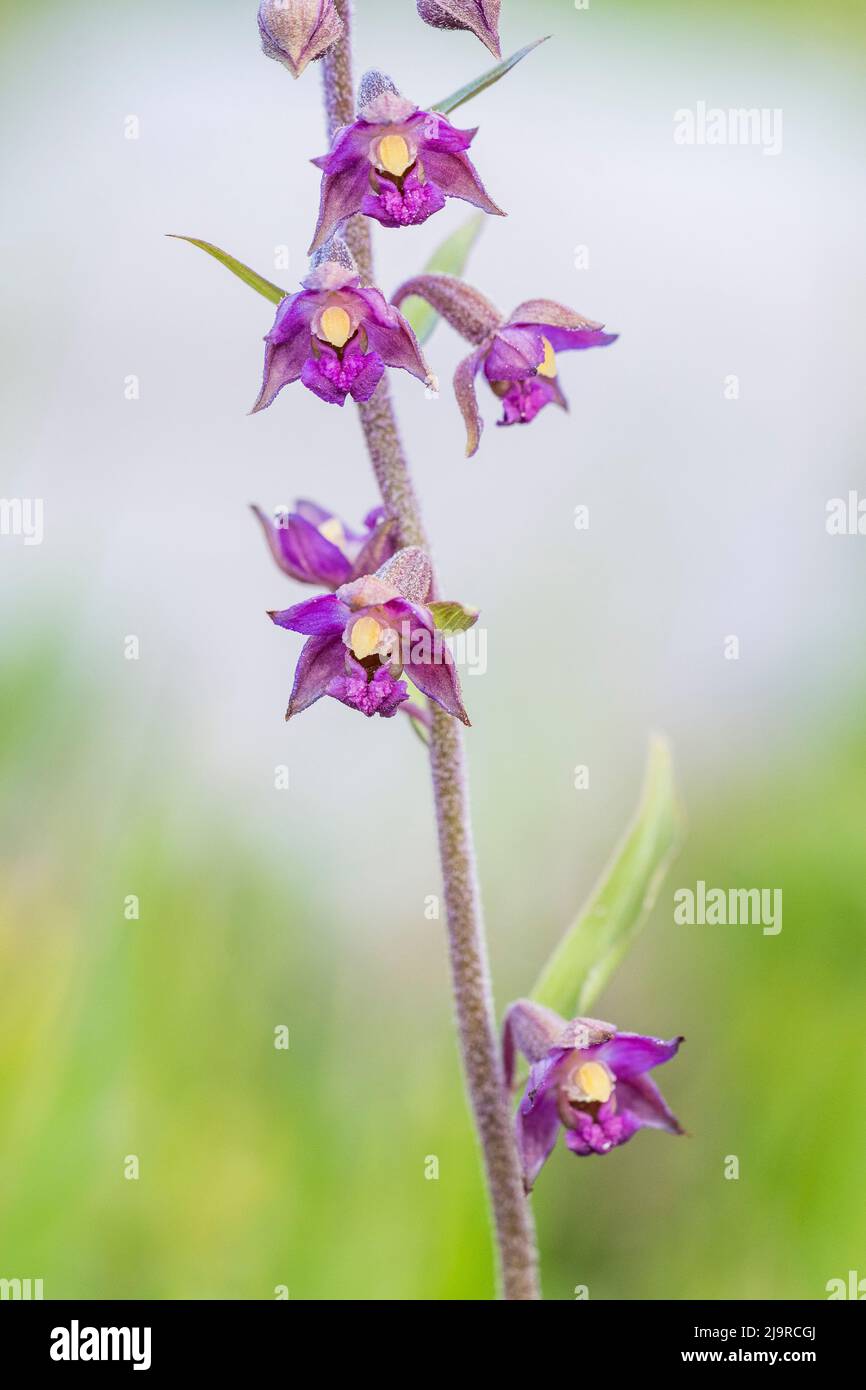 Epipactis atrorubens, the dark-red helleborine or royal helleborine, is ...