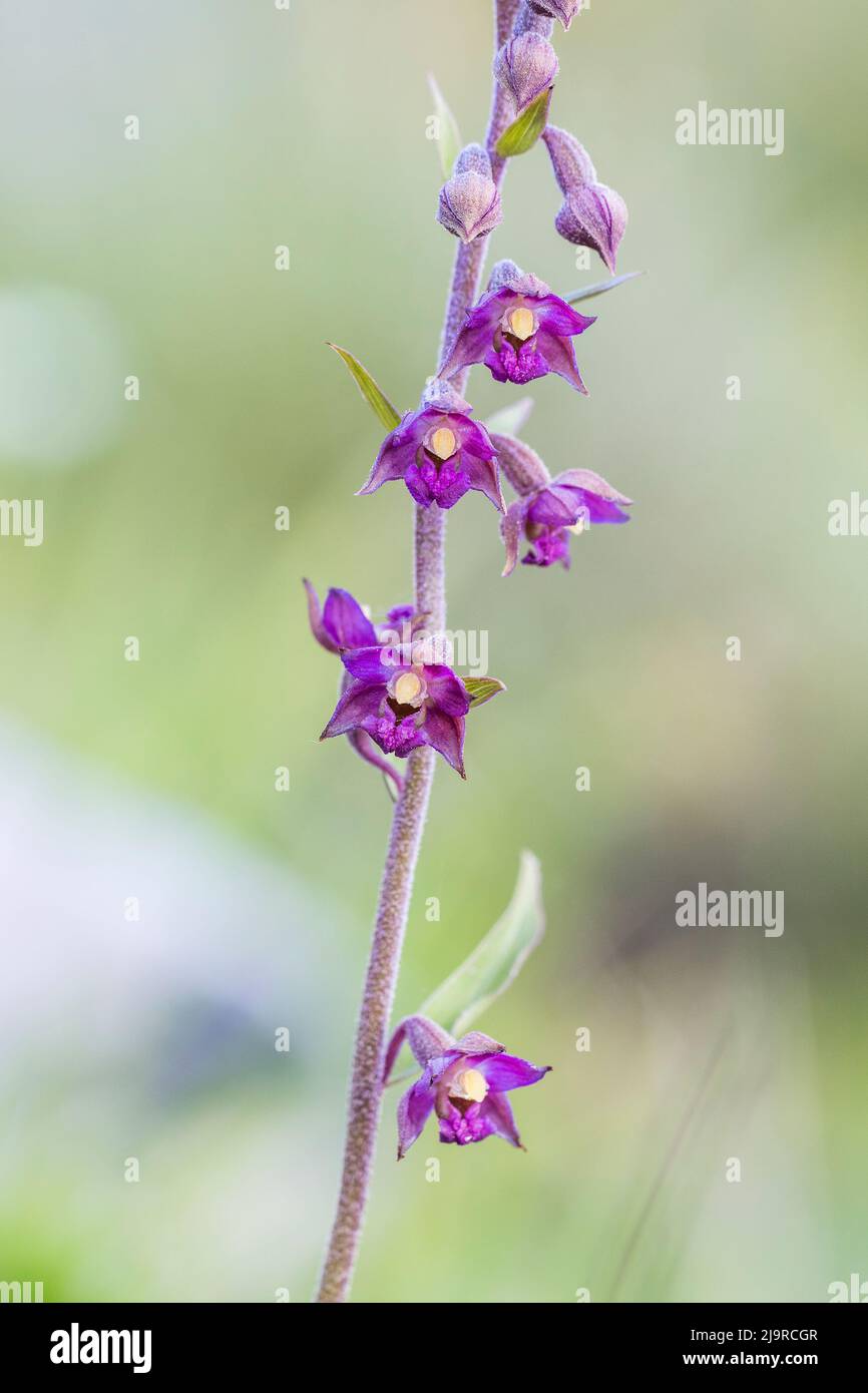 Epipactis atrorubens, the dark-red helleborine or royal helleborine, is ...