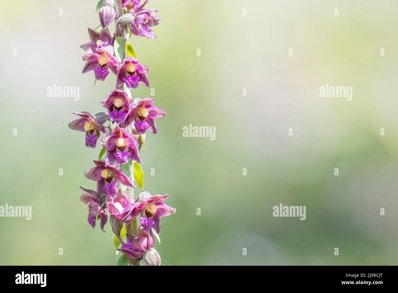 Epipactis atrorubens, the dark-red helleborine or royal helleborine, is ...