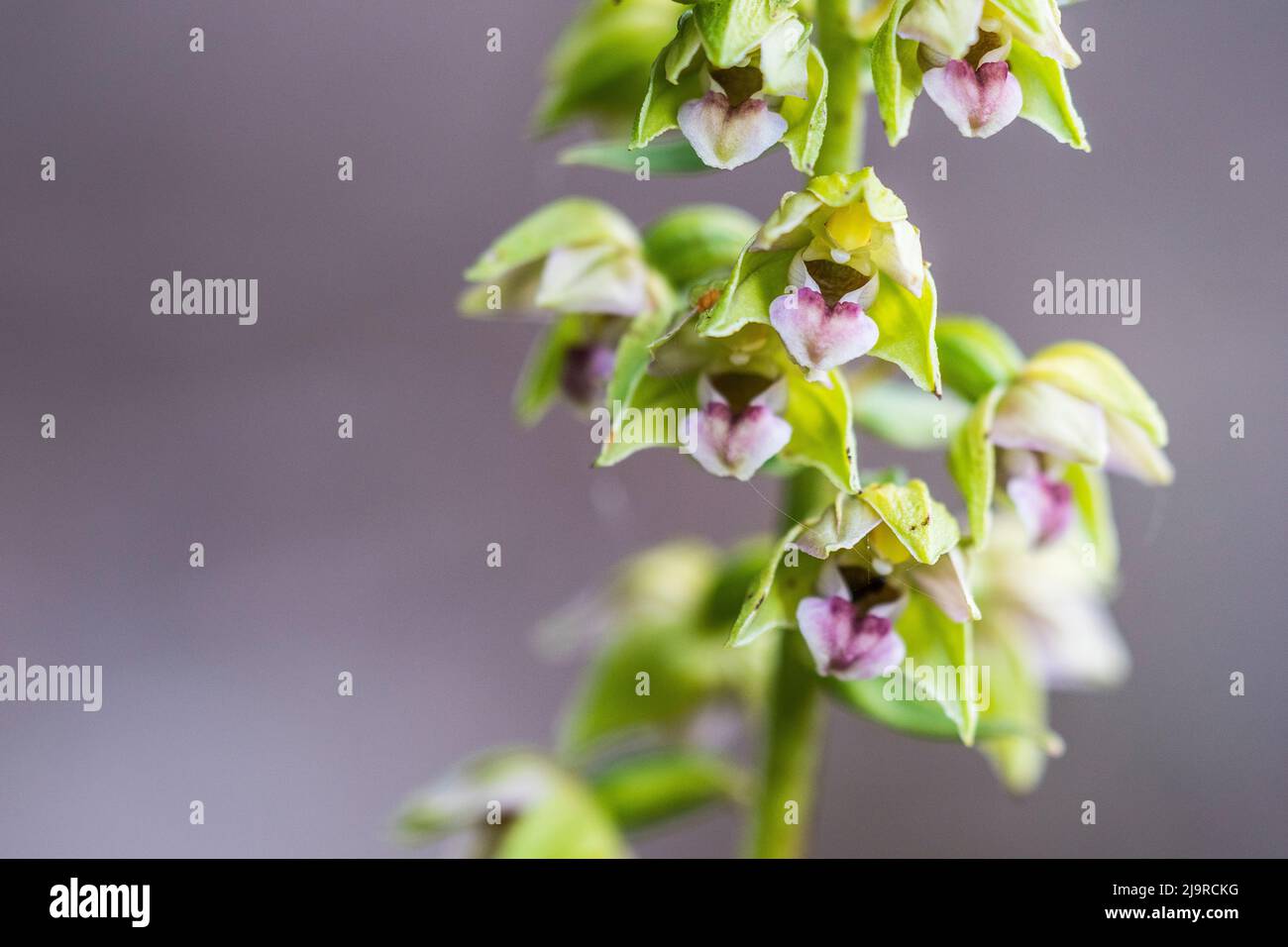 Epipactis helleborine, the broad-leaved helleborine, is a terrestrial ...