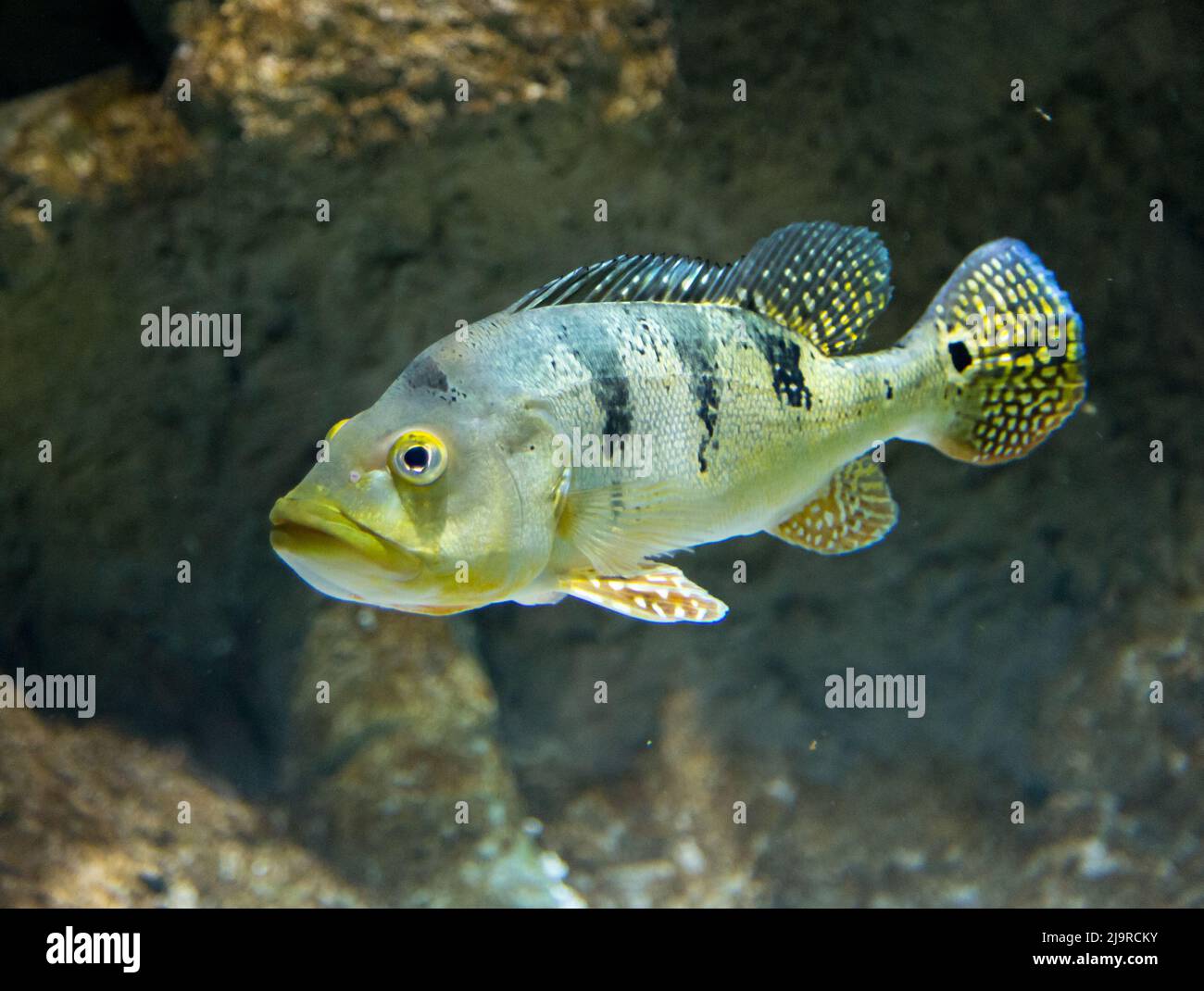 Cichla Azul river fish underwater Stock Photo - Alamy