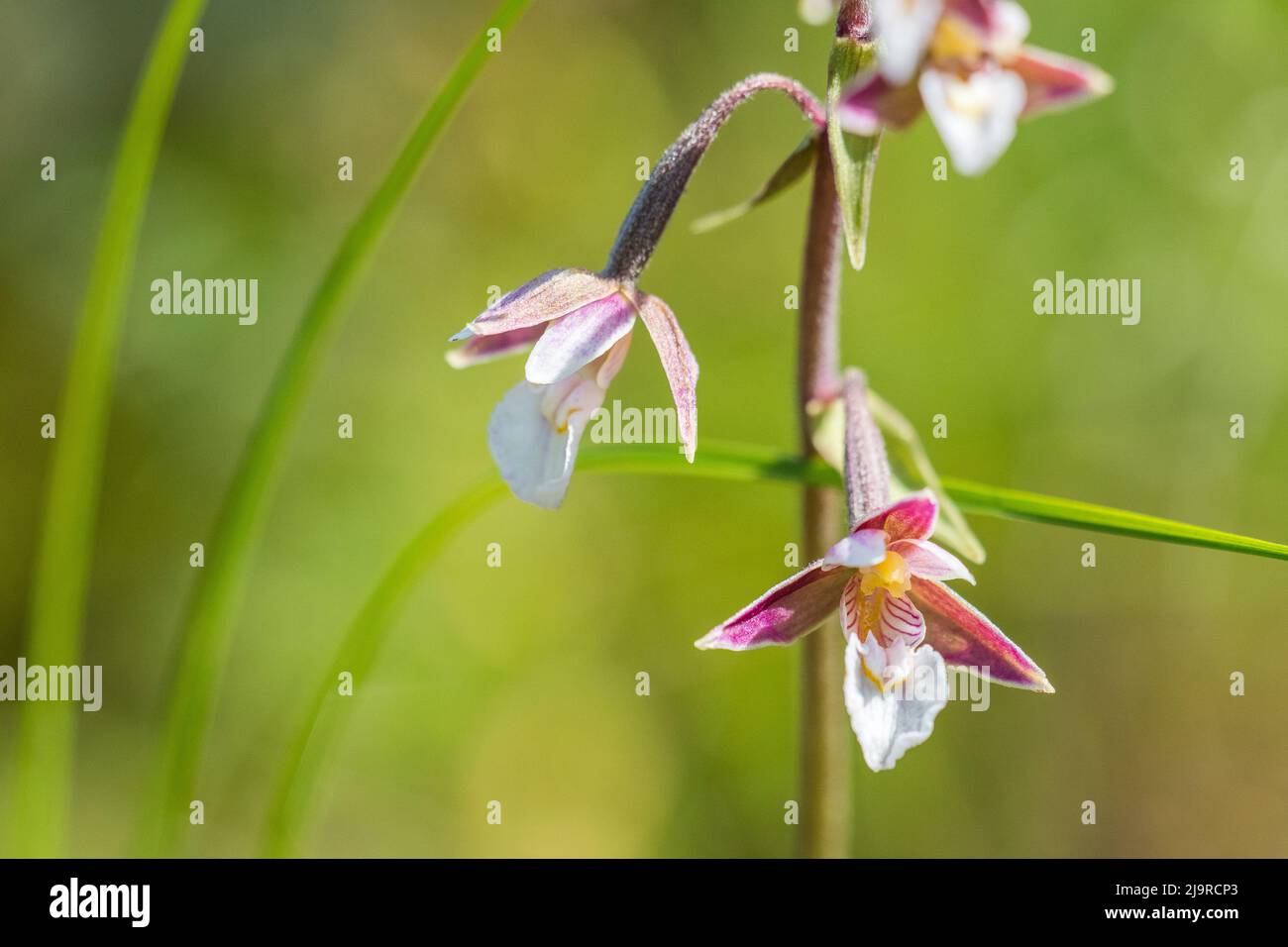 Epipactis palustris, the marsh helleborine, is a species of orchid ...