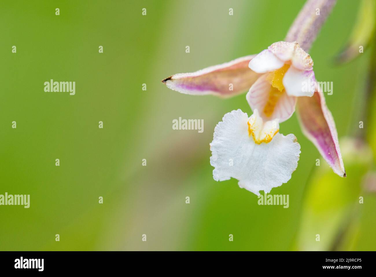Epipactis palustris, the marsh helleborine, is a species of orchid ...