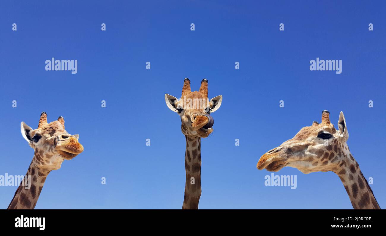 Three giraffes with blue sky as background color. Giraffe, head and ...