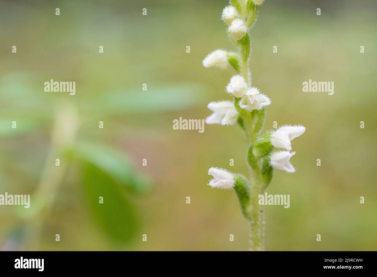 Goodyera repens, an orchid in the genus Goodyera, is called by the ...