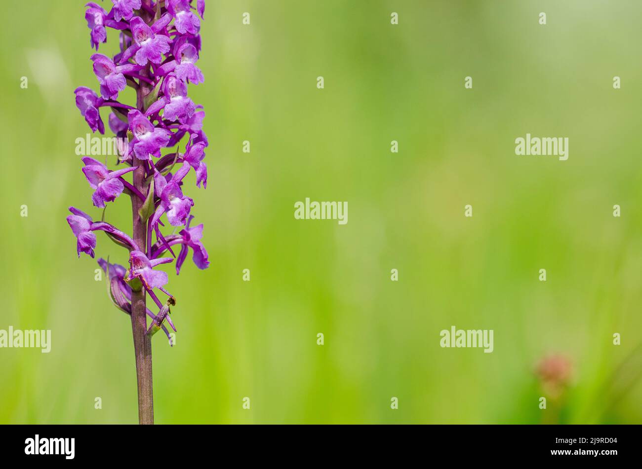 Gymnadenia conopsea, commonly known as the fragrant orchid or chalk ...