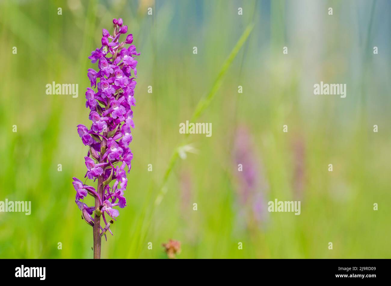 Gymnadenia conopsea, commonly known as the fragrant orchid or chalk ...