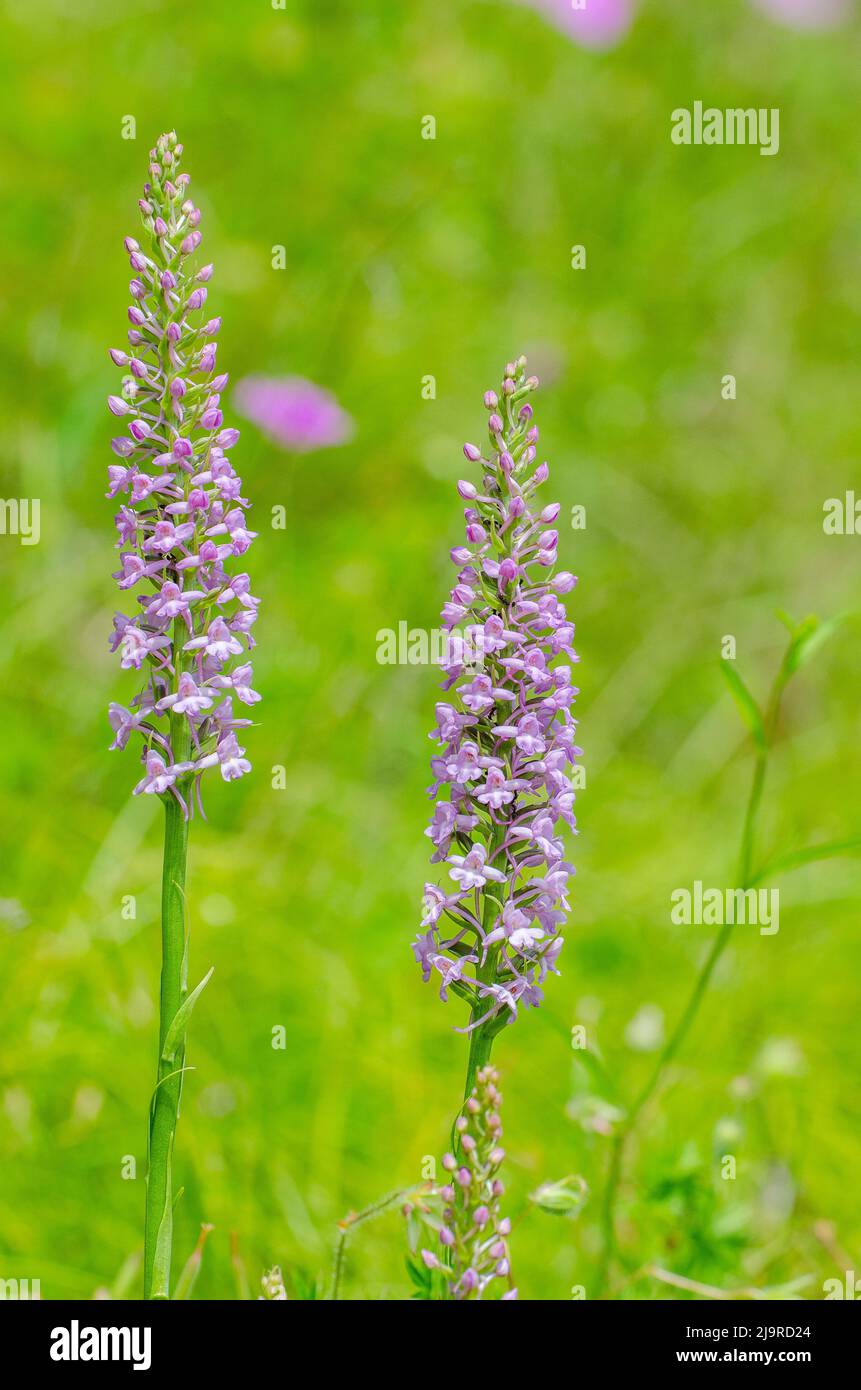 Gymnadenia conopsea, commonly known as the fragrant orchid or chalk ...