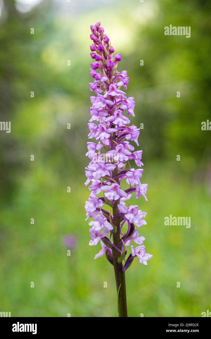 Gymnadenia conopsea, commonly known as the fragrant orchid or chalk ...