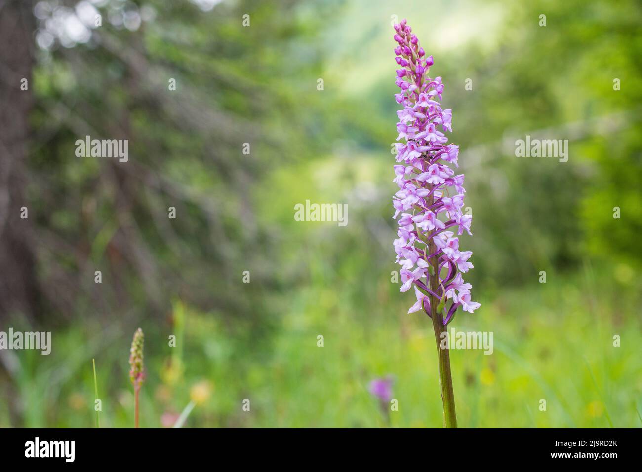 Gymnadenia conopsea, commonly known as the fragrant orchid or chalk ...