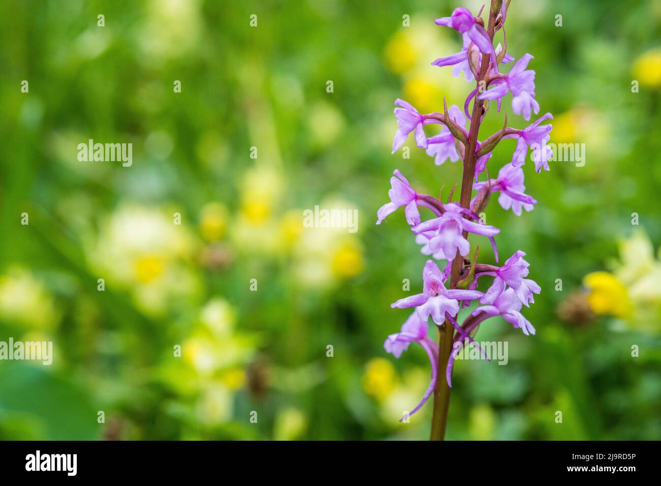 Gymnadenia conopsea, commonly known as the fragrant orchid or chalk ...
