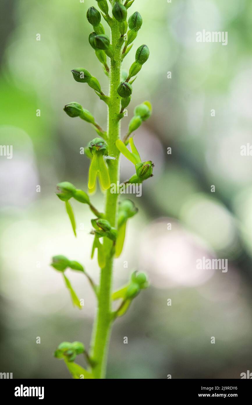 Orchid widespread across europe hi-res stock photography and images - Alamy