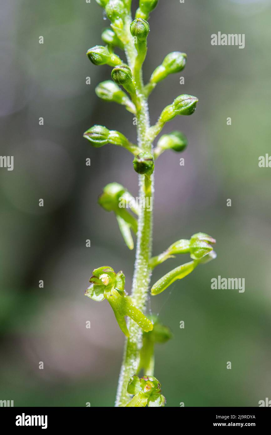 Neottia ovata, the common twayblade or eggleaf twayblade, is a ...