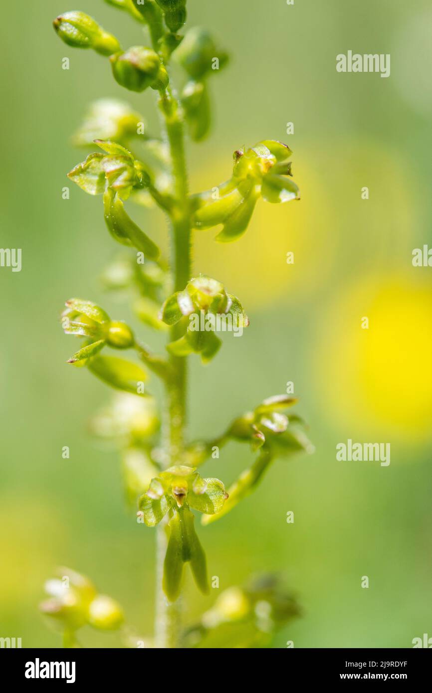 Orchid widespread across europe hi-res stock photography and images - Alamy