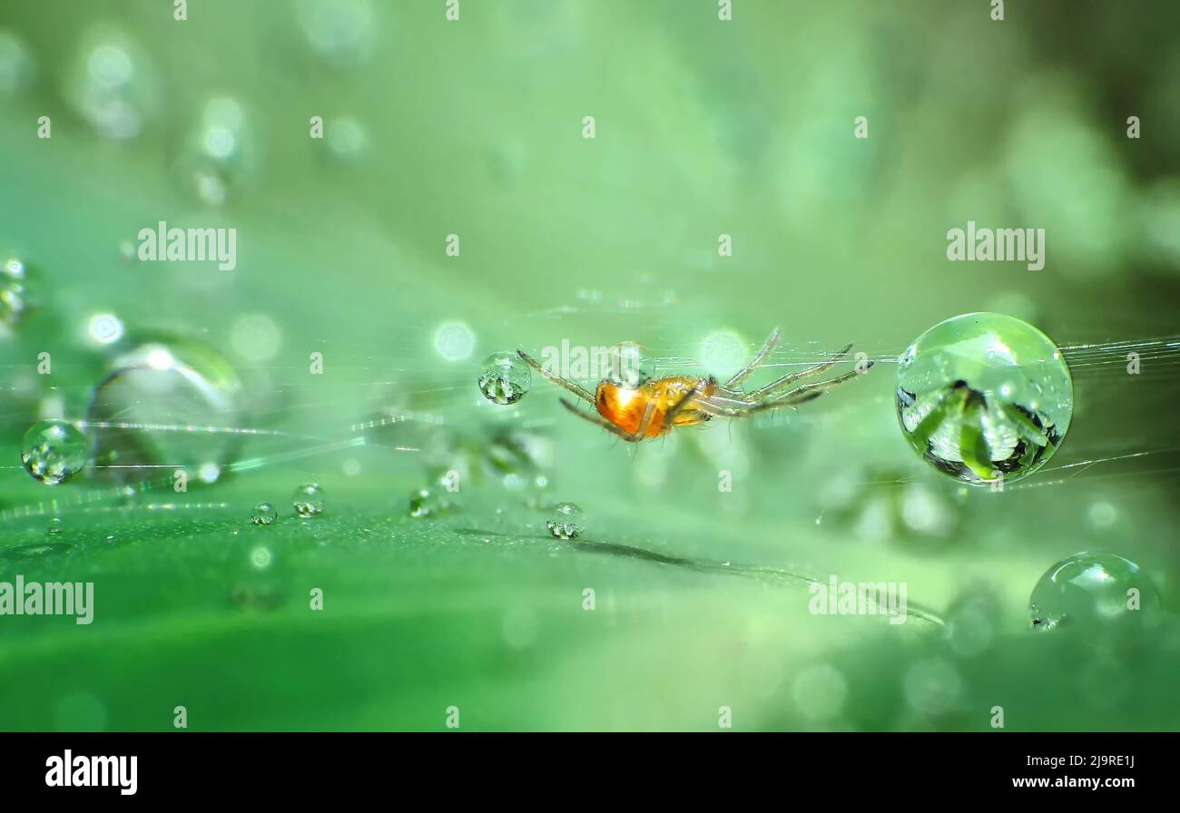 close up insect around the garden when spring Stock Photo - Alamy