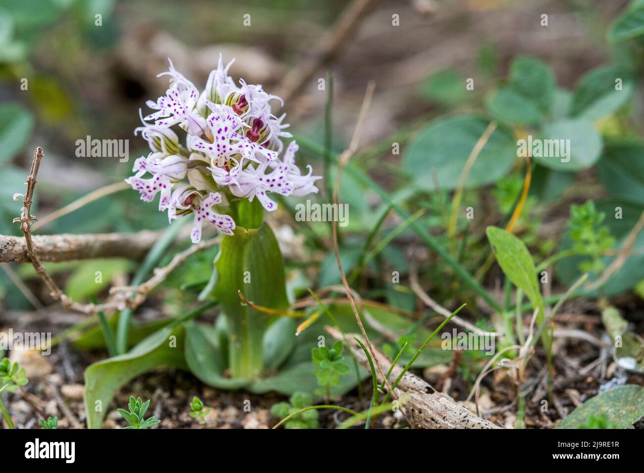 Neotinea tridentata subsp. conica = Neotinea conica Stock Photo - Alamy