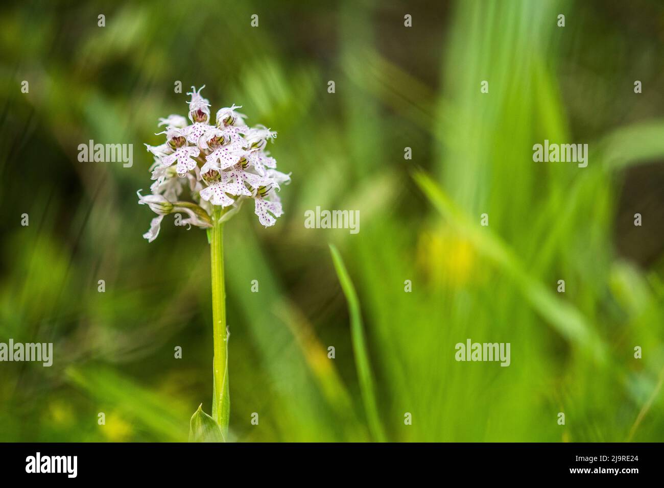Neotinea tridentata subsp. conica = Neotinea conica Stock Photo - Alamy
