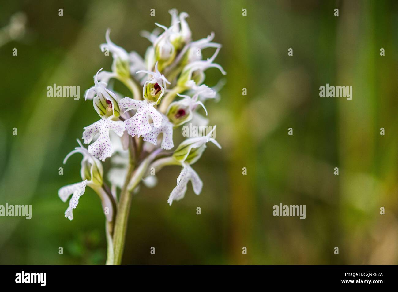 Neotinea tridentata subsp. conica = Neotinea conica Stock Photo - Alamy