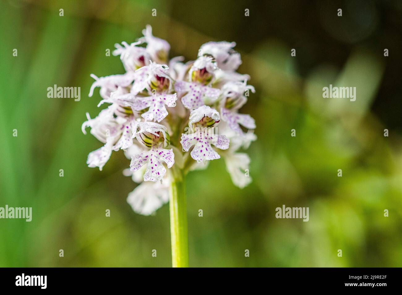Neotinea tridentata subsp. conica = Neotinea conica Stock Photo - Alamy