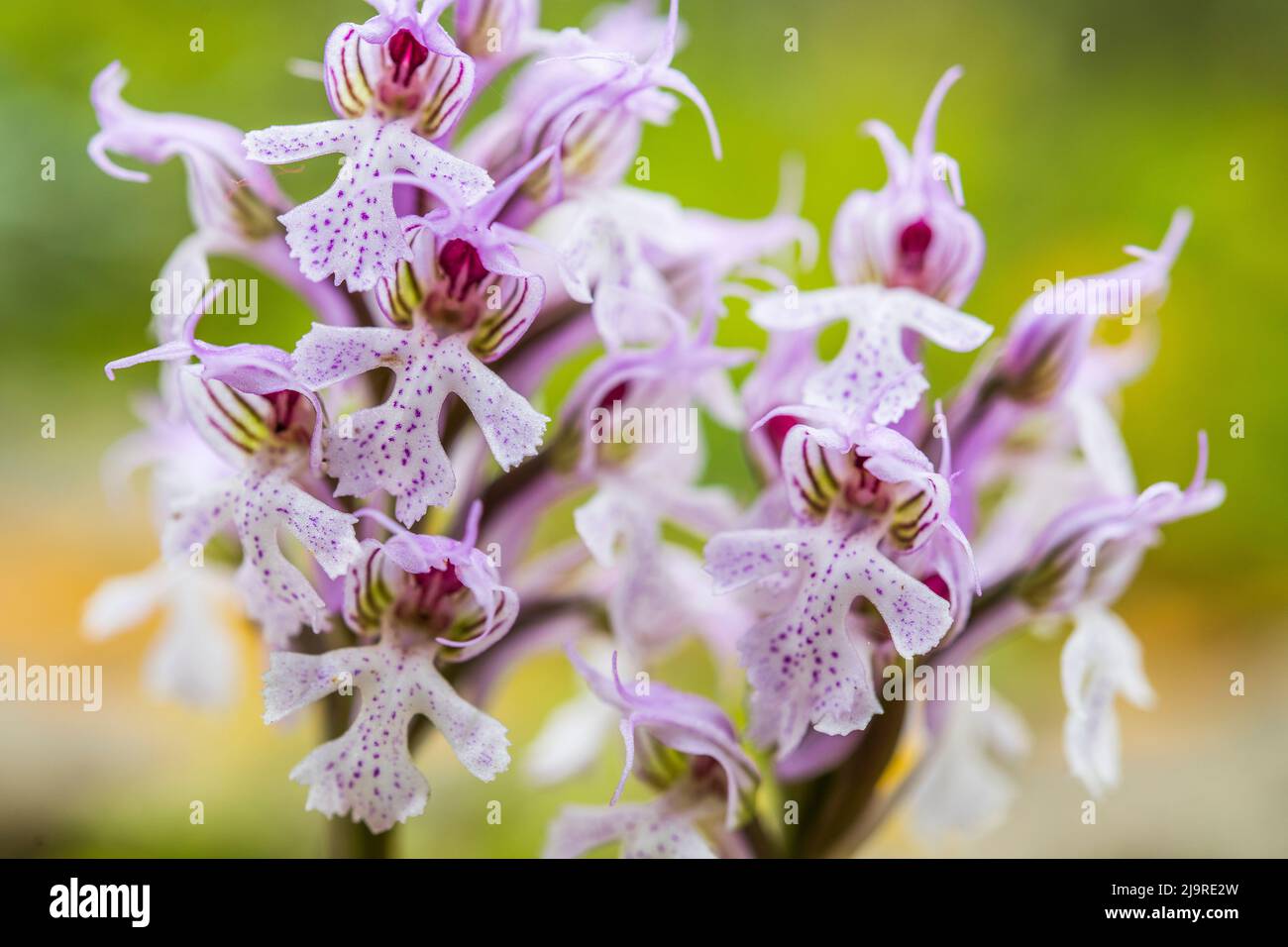 Neotinea tridentata subsp. conica = Neotinea conica Stock Photo - Alamy