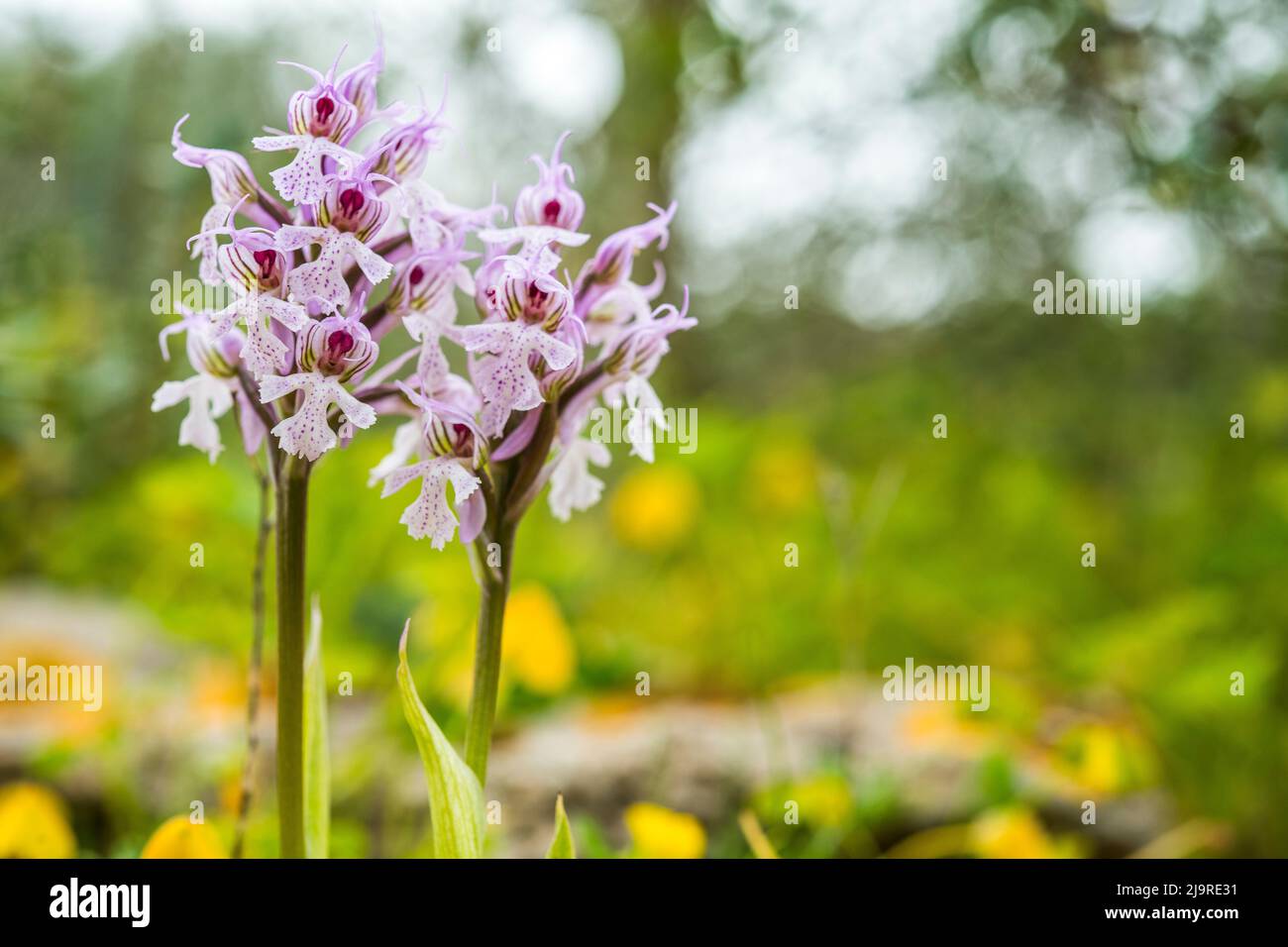 Neotinea tridentata subsp. conica = Neotinea conica Stock Photo - Alamy