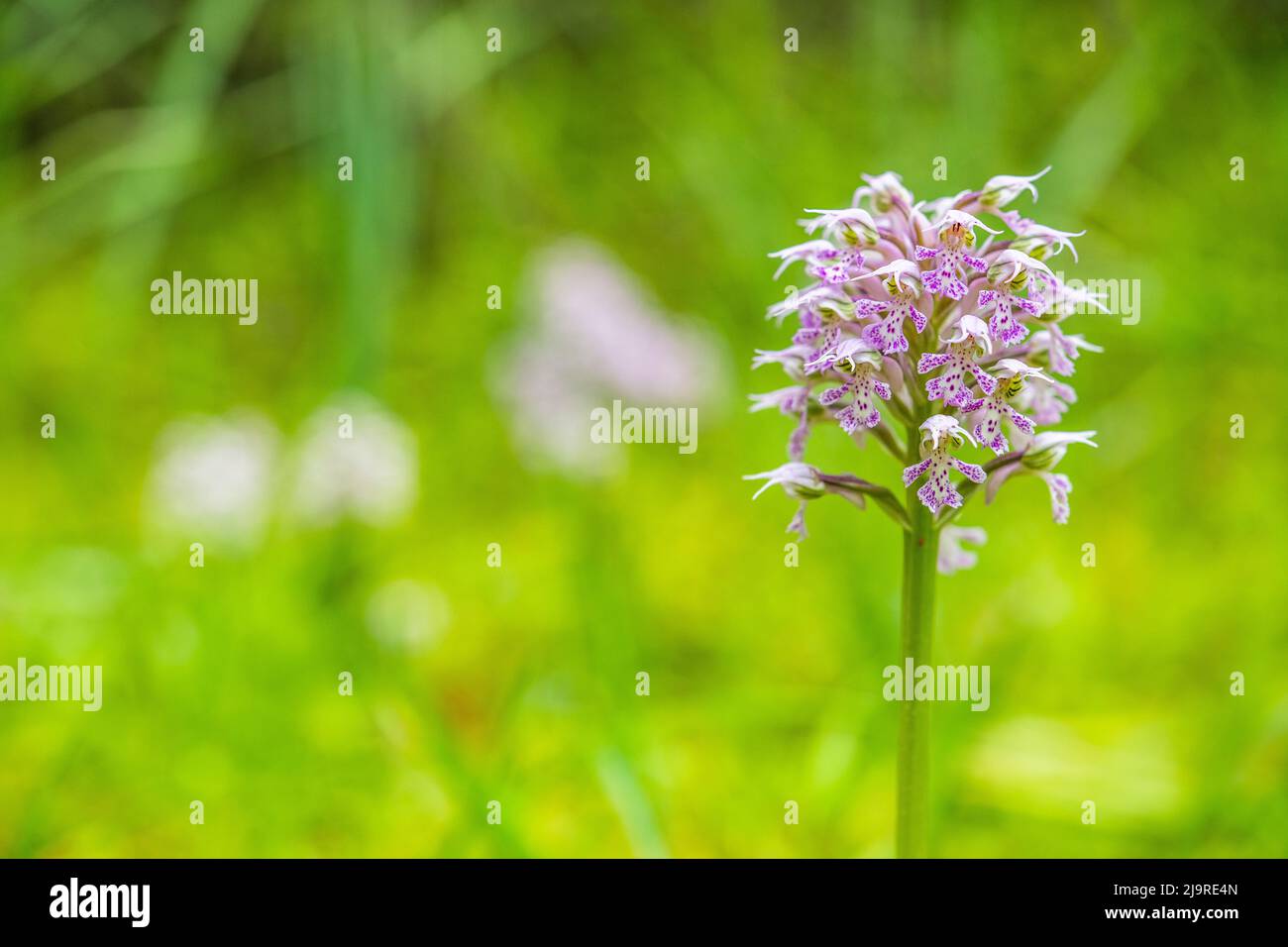 Neotinea tridentata subsp. conica = Neotinea conica Stock Photo - Alamy