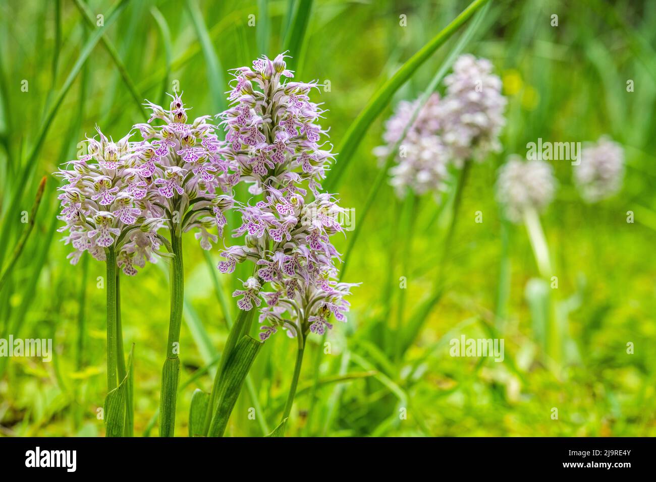 Neotinea tridentata subsp. conica = Neotinea conica Stock Photo - Alamy