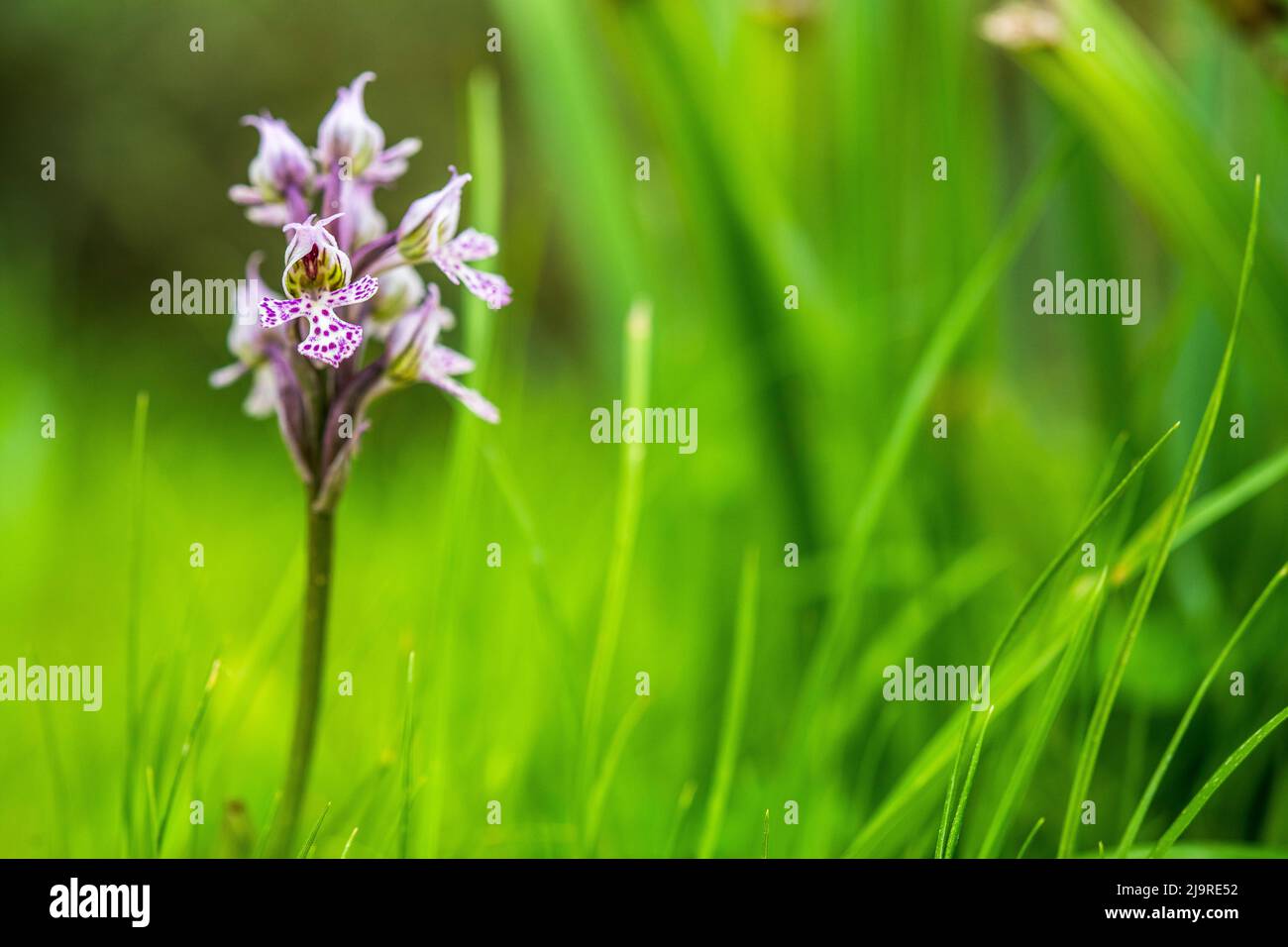 Neotinea tridentata subsp. conica = Neotinea conica Stock Photo - Alamy