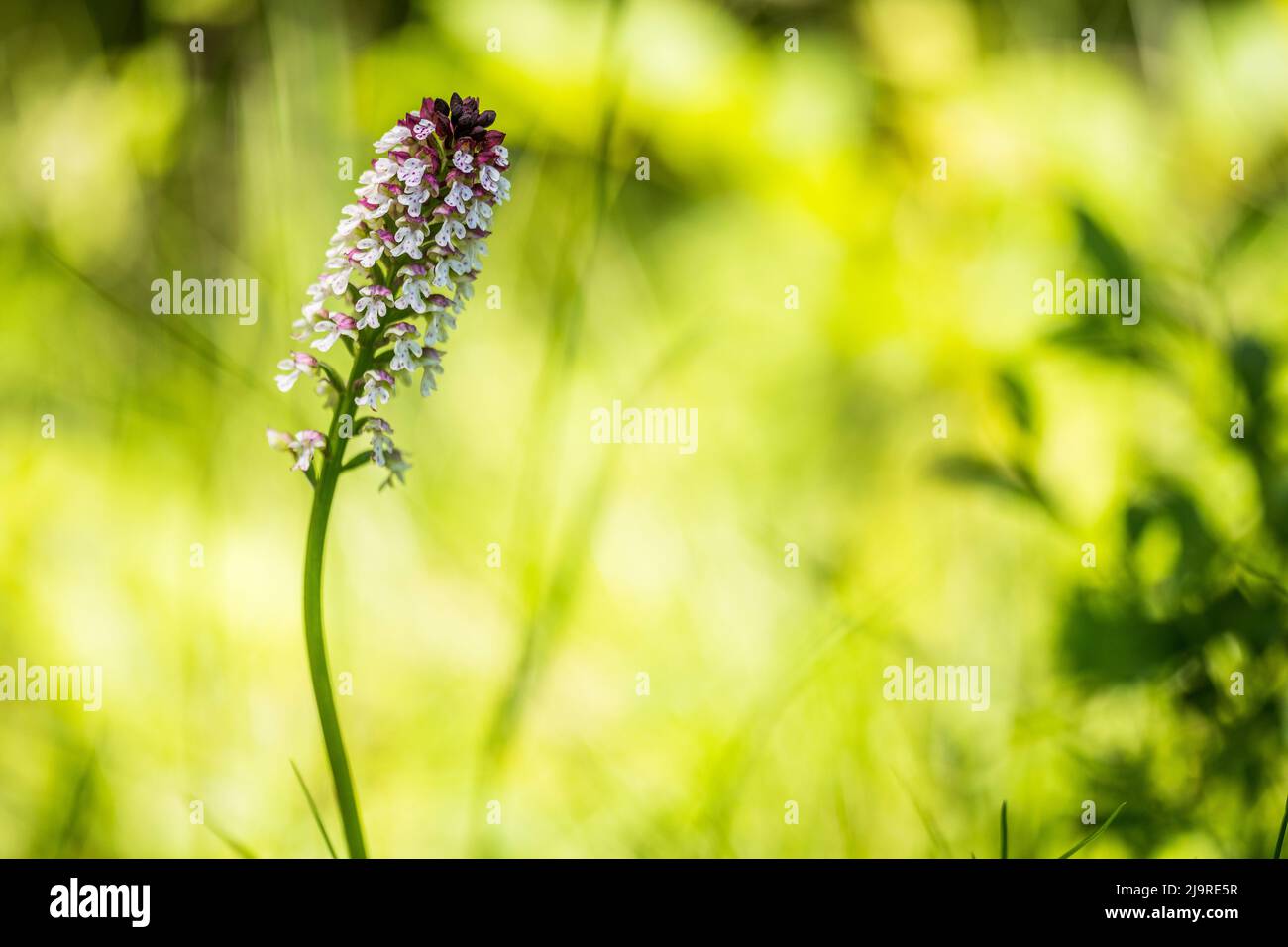 Neotinea ustulata (syn. Orchis ustula), the burnt orchid or burnt-tip ...