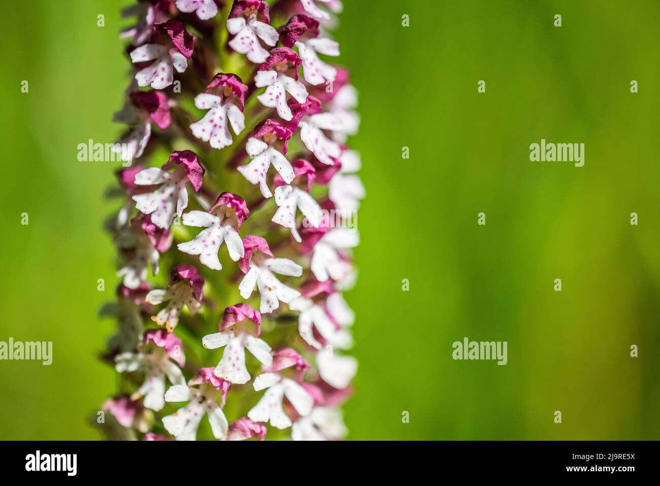 Neotinea ustulata (syn. Orchis ustula), the burnt orchid or burnt-tip ...