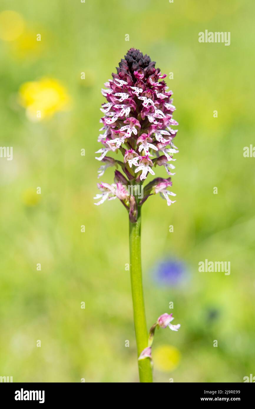Neotinea ustulata (syn. Orchis ustula), the burnt orchid or burnt-tip ...