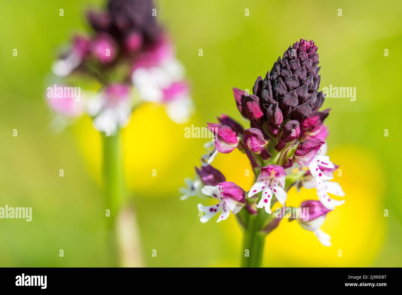Neotinea ustulata (syn. Orchis ustula), the burnt orchid or burnt-tip ...