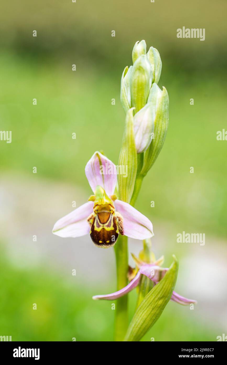 Ophrys apifera, known in Europe as the bee orchid, is a perennial ...