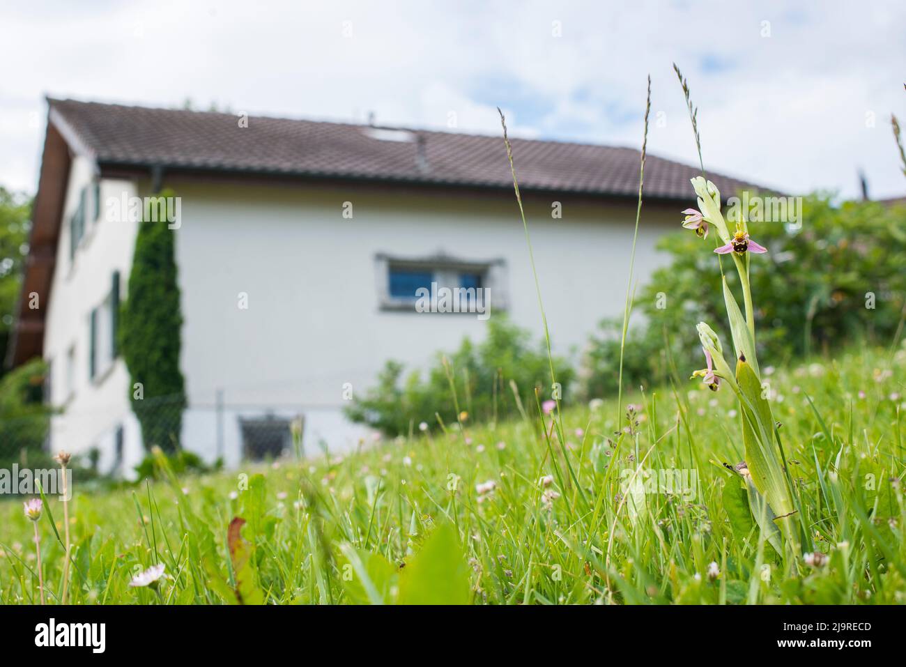 Ophrys apifera, known in Europe as the bee orchid, is a perennial ...