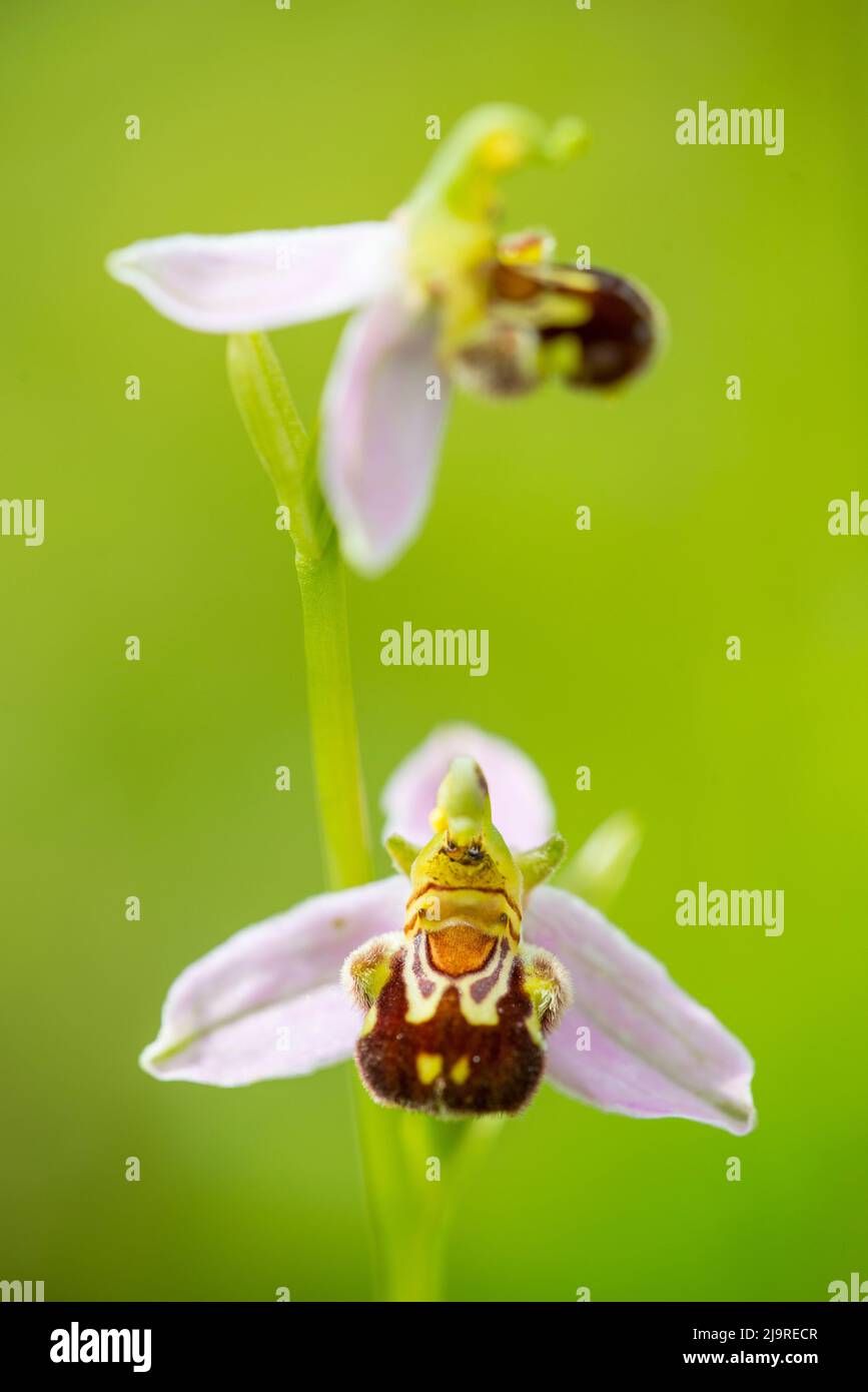 Ophrys apifera, known in Europe as the bee orchid, is a perennial ...