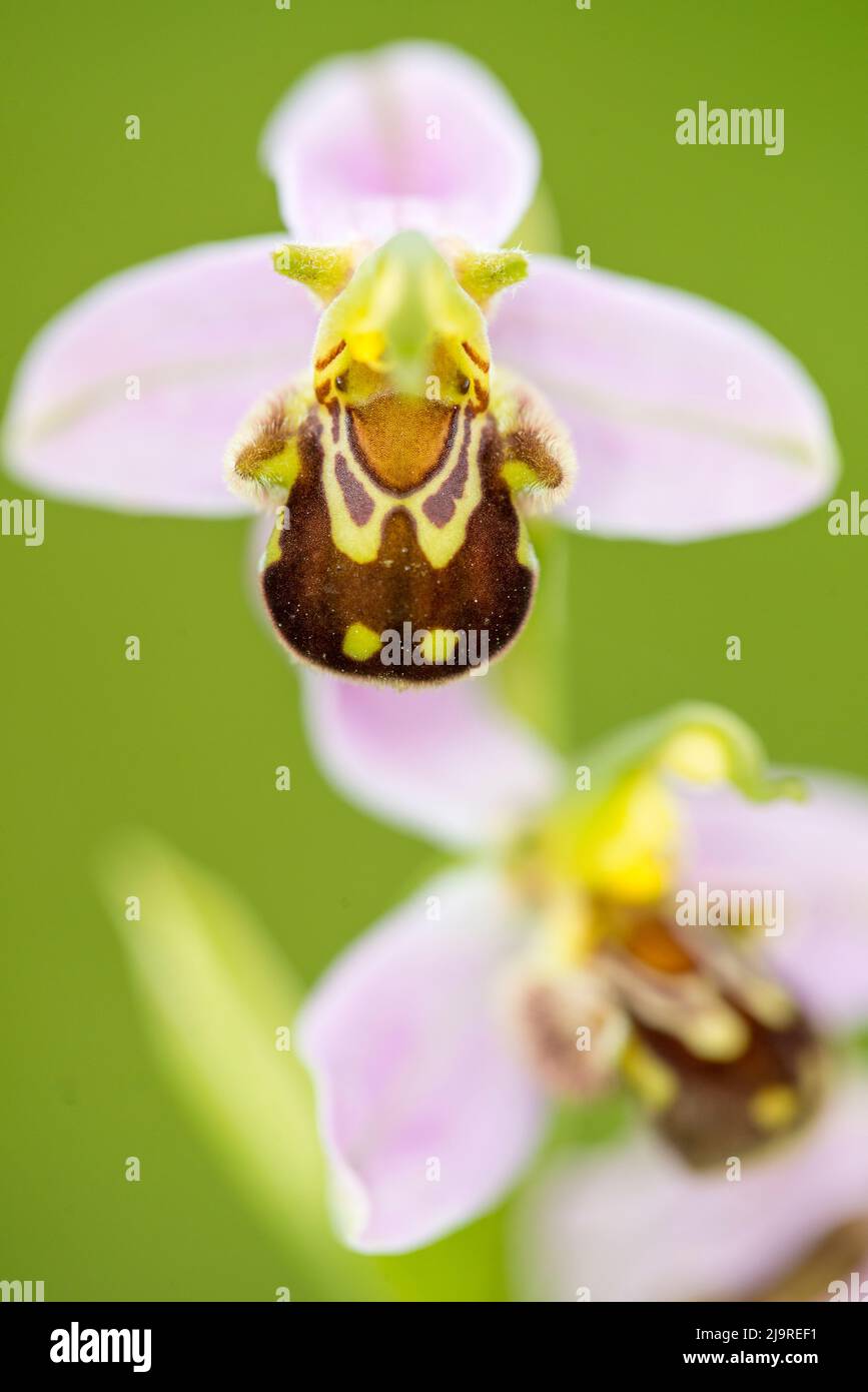 Ophrys apifera, known in Europe as the bee orchid, is a perennial ...
