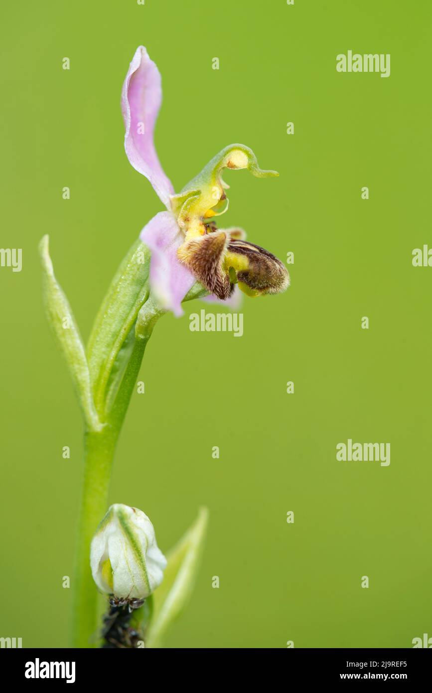 Ophrys apifera, known in Europe as the bee orchid, is a perennial ...