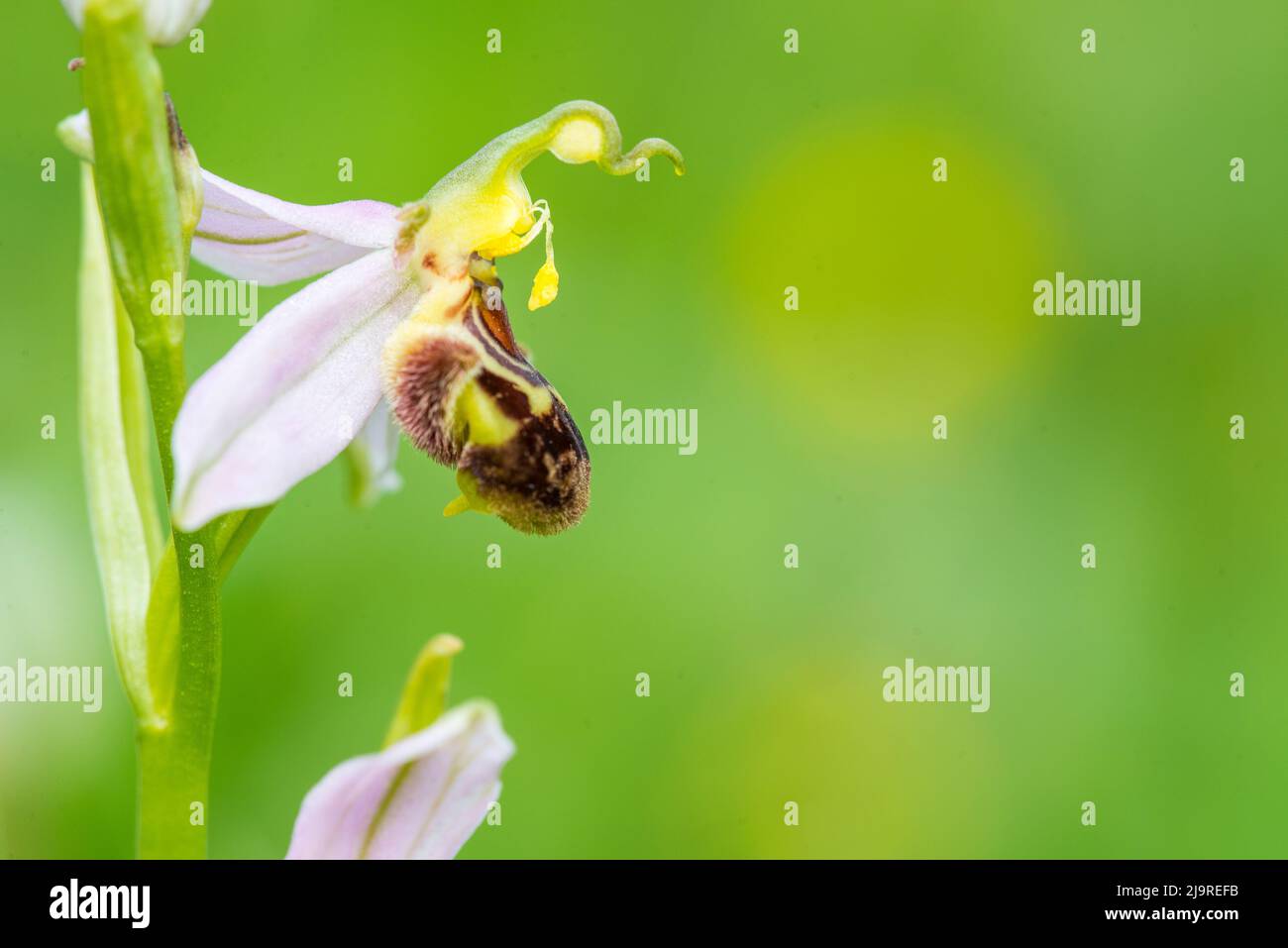 Ophrys apifera, known in Europe as the bee orchid, is a perennial ...
