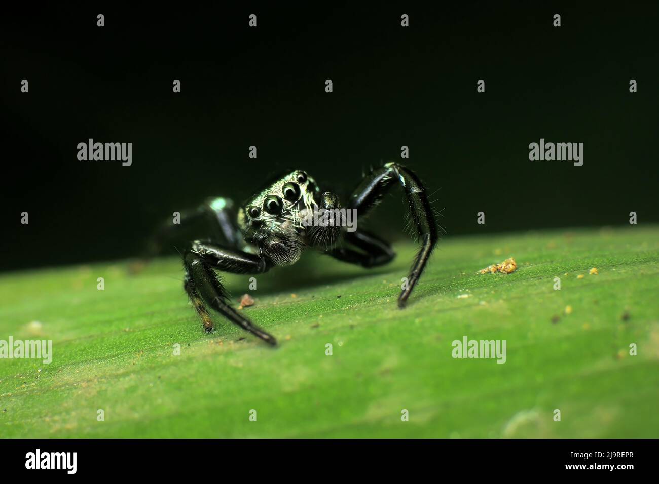 close up insect around the garden when spring Stock Photo - Alamy