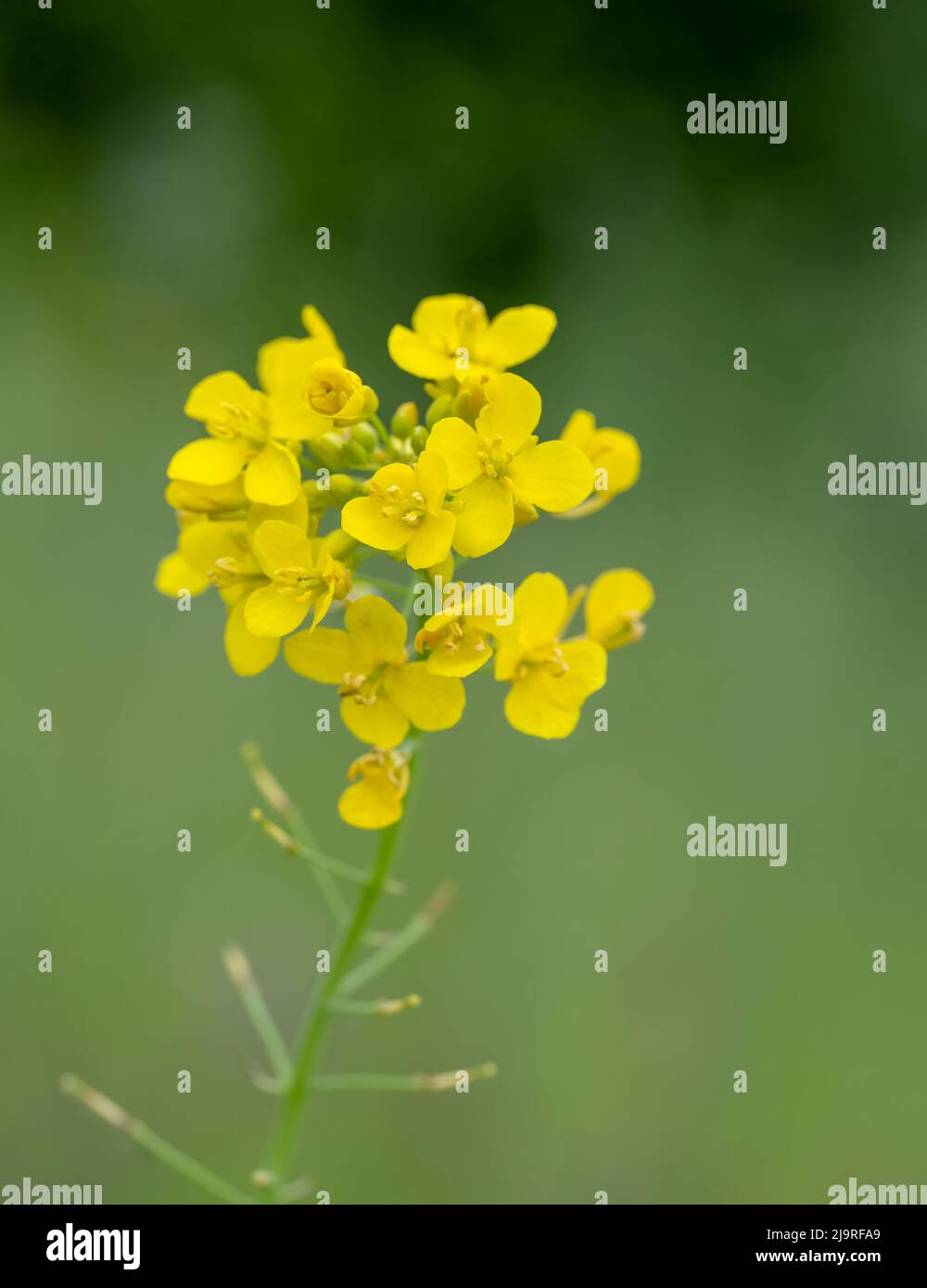 Bright yellow flower of the Rape plant, (Brassica napus), also known as ...