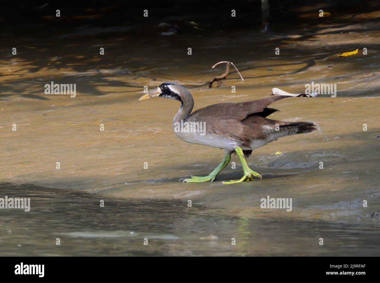 Masked finfoot or Asian finfoot.this photo was taken from Sundarbans ...